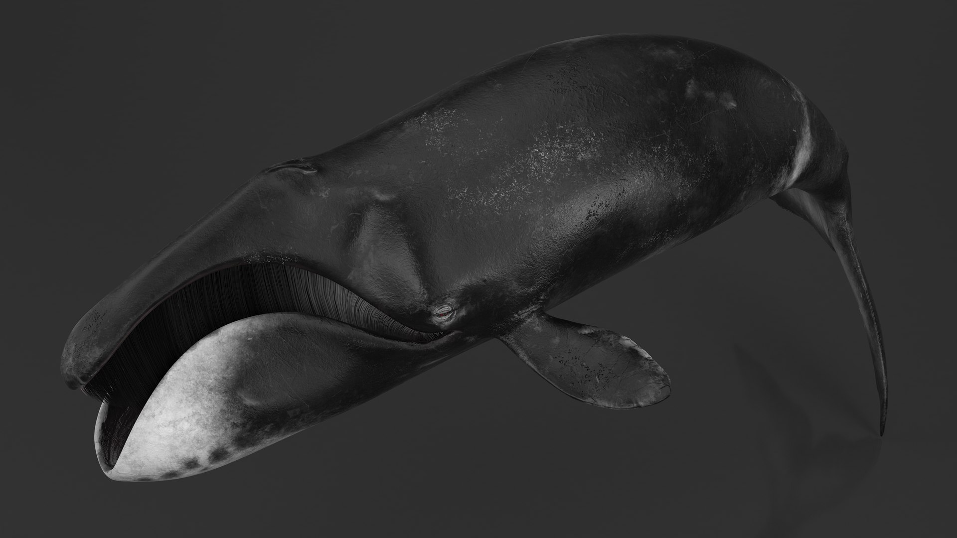 3D Sea Mammal Bowhead Whale Rest Pose Fur Model - TurboSquid 2114714
