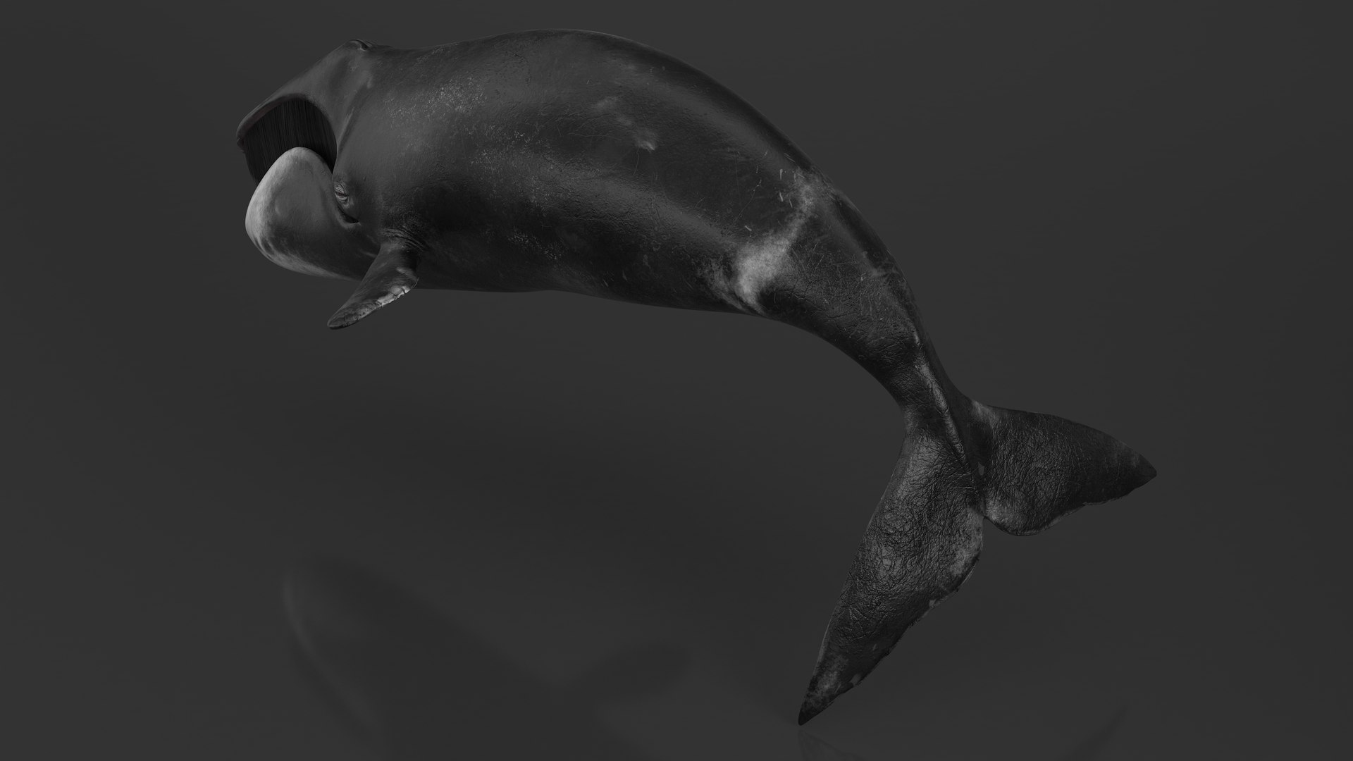 3D Sea Mammal Bowhead Whale Rest Pose Fur Model - TurboSquid 2114714