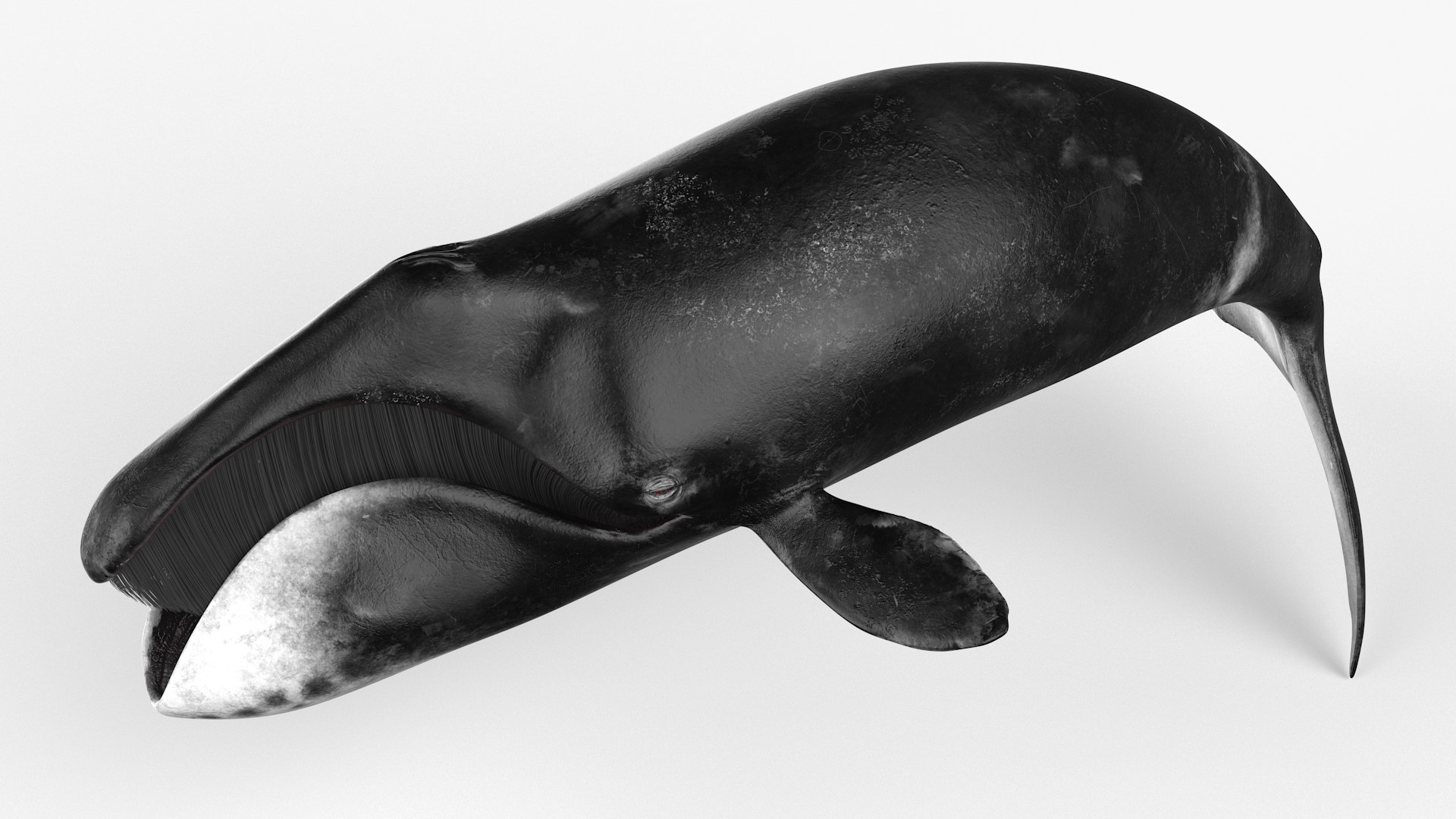 3D Sea Mammal Bowhead Whale Rest Pose Fur Model - TurboSquid 2114714