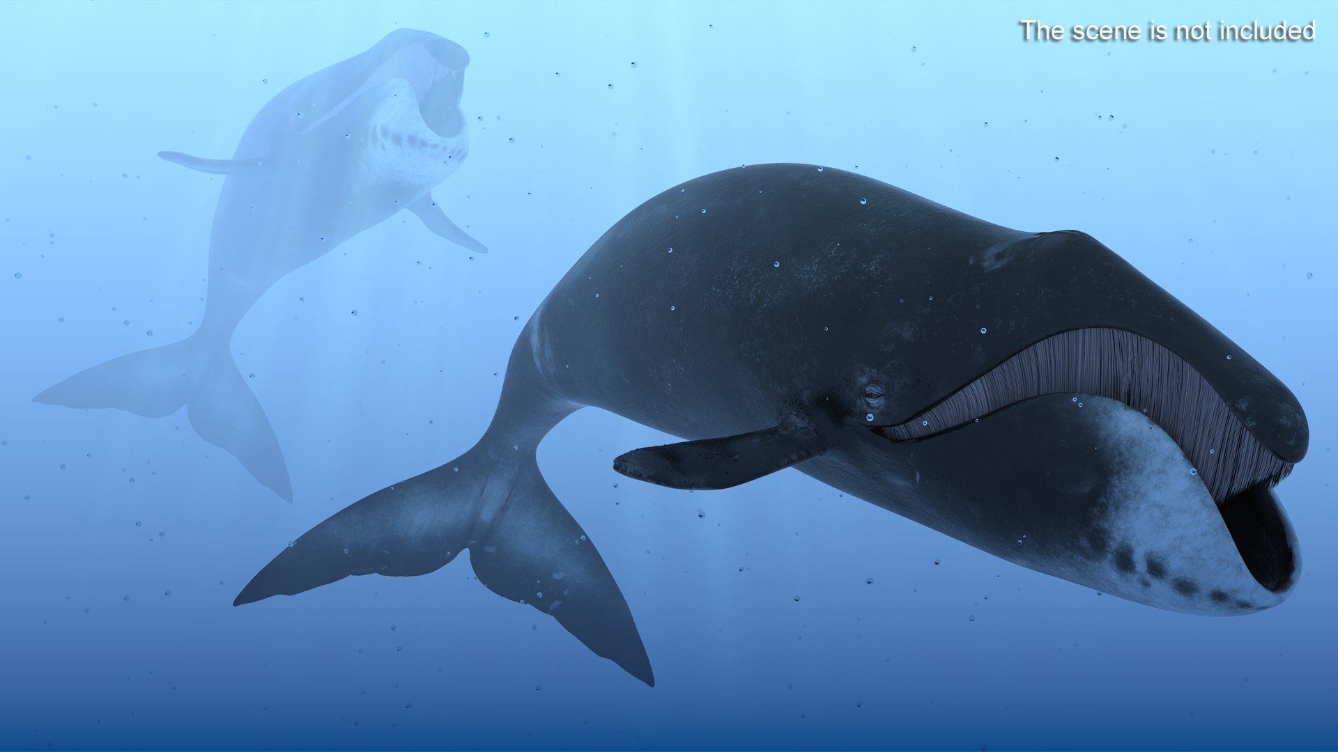 3D Sea Mammal Bowhead Whale Rest Pose Fur Model - TurboSquid 2114714