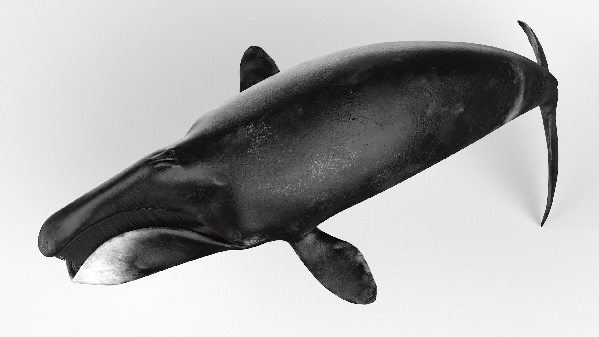 3D Sea Mammal Bowhead Whale Rest Pose Fur Model - TurboSquid 2114714