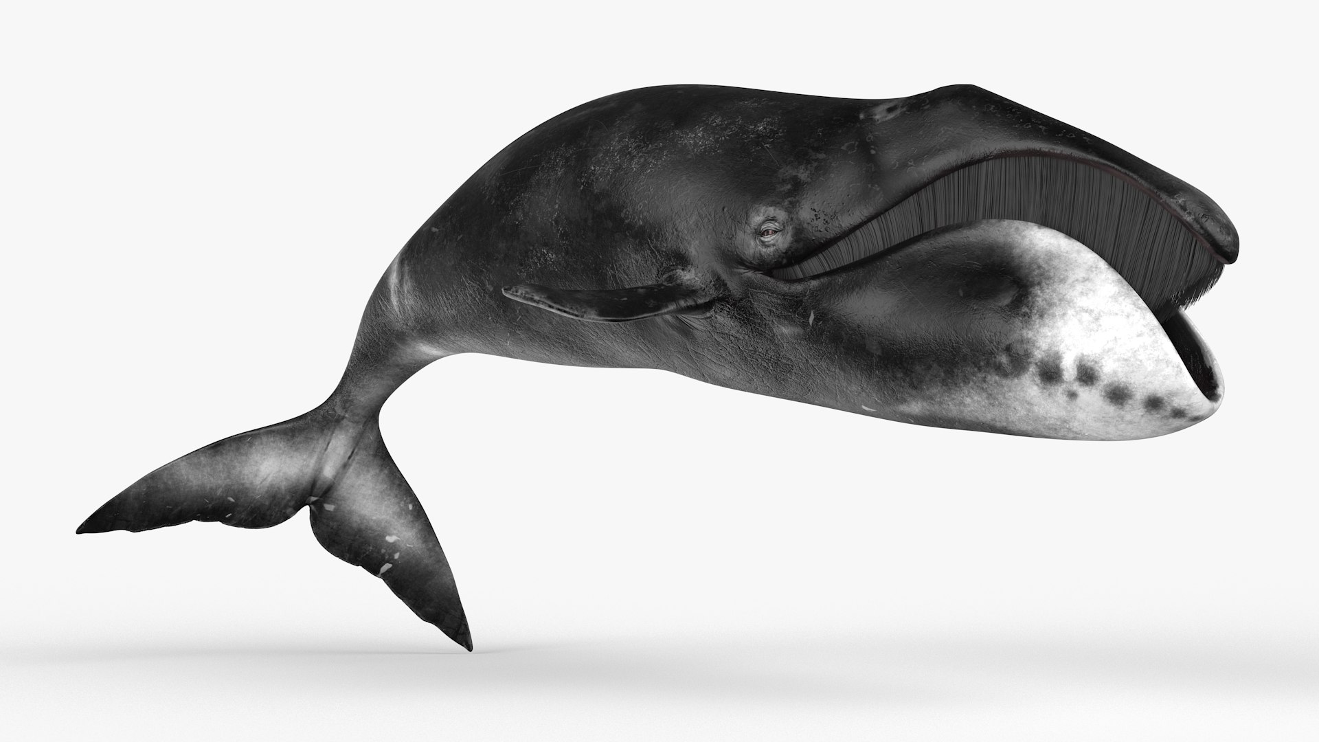 3D Sea Mammal Bowhead Whale Rest Pose Fur Model - TurboSquid 2114714