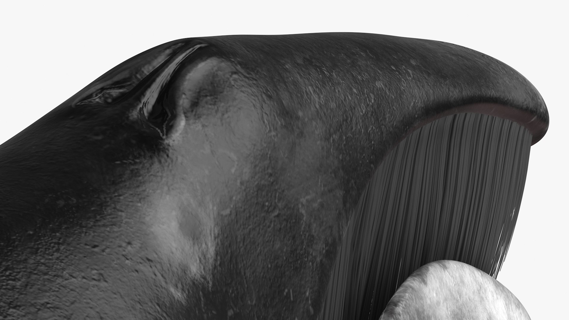 3D Sea Mammal Bowhead Whale Rest Pose Fur Model - TurboSquid 2114714