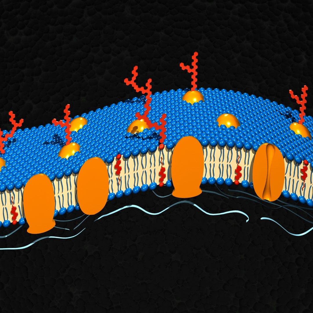 3d Cell Membrane Model