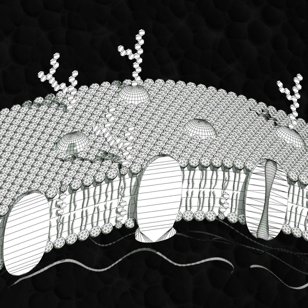 3d Cell Membrane Model