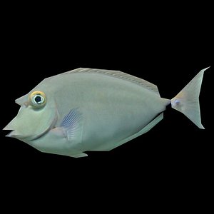 Fish 3D Models for Download | TurboSquid