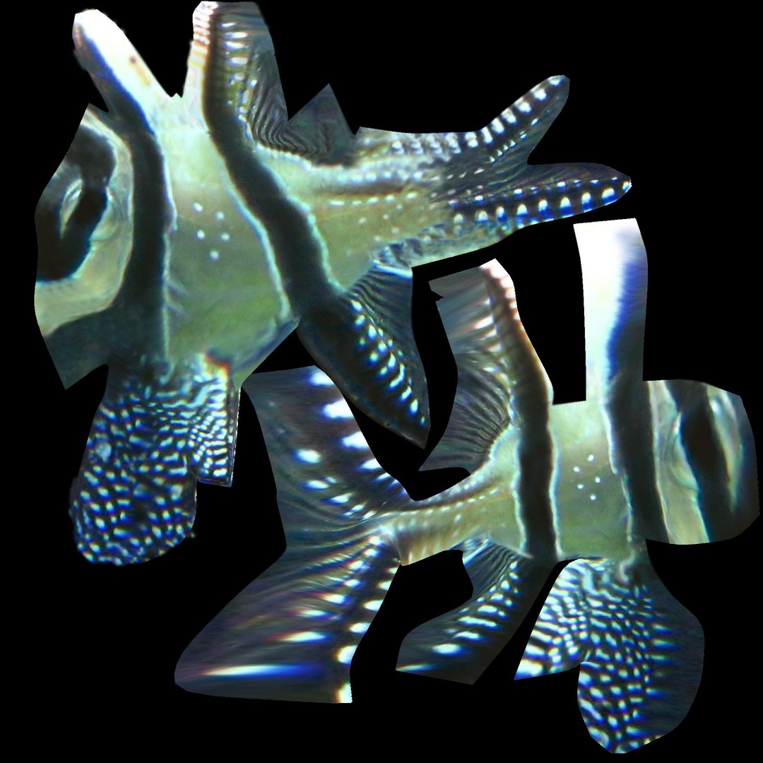3dsmax Cardinal Benggai Fish
