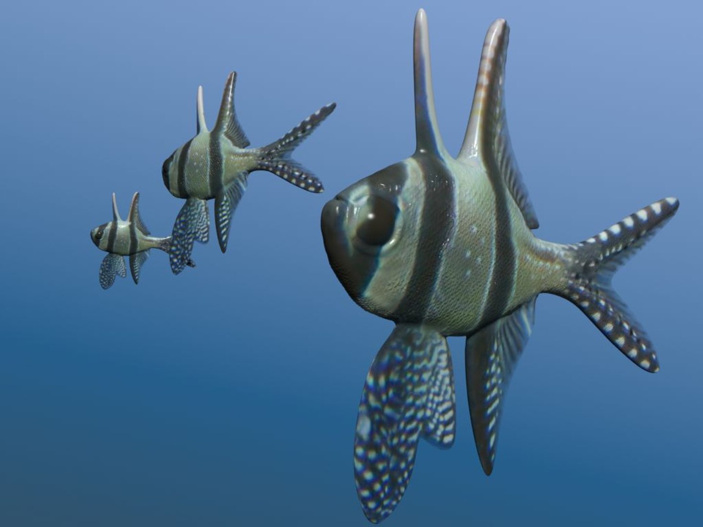 3dsmax Cardinal Benggai Fish