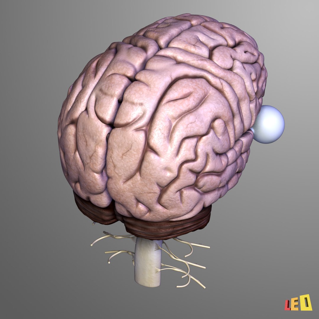 3D human brain - TurboSquid 700115