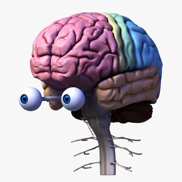 3d horse brain model