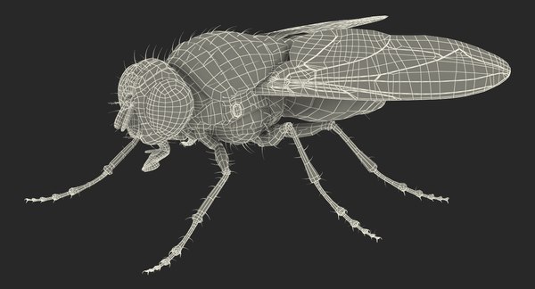 Insect pests 3D model - TurboSquid 1548977