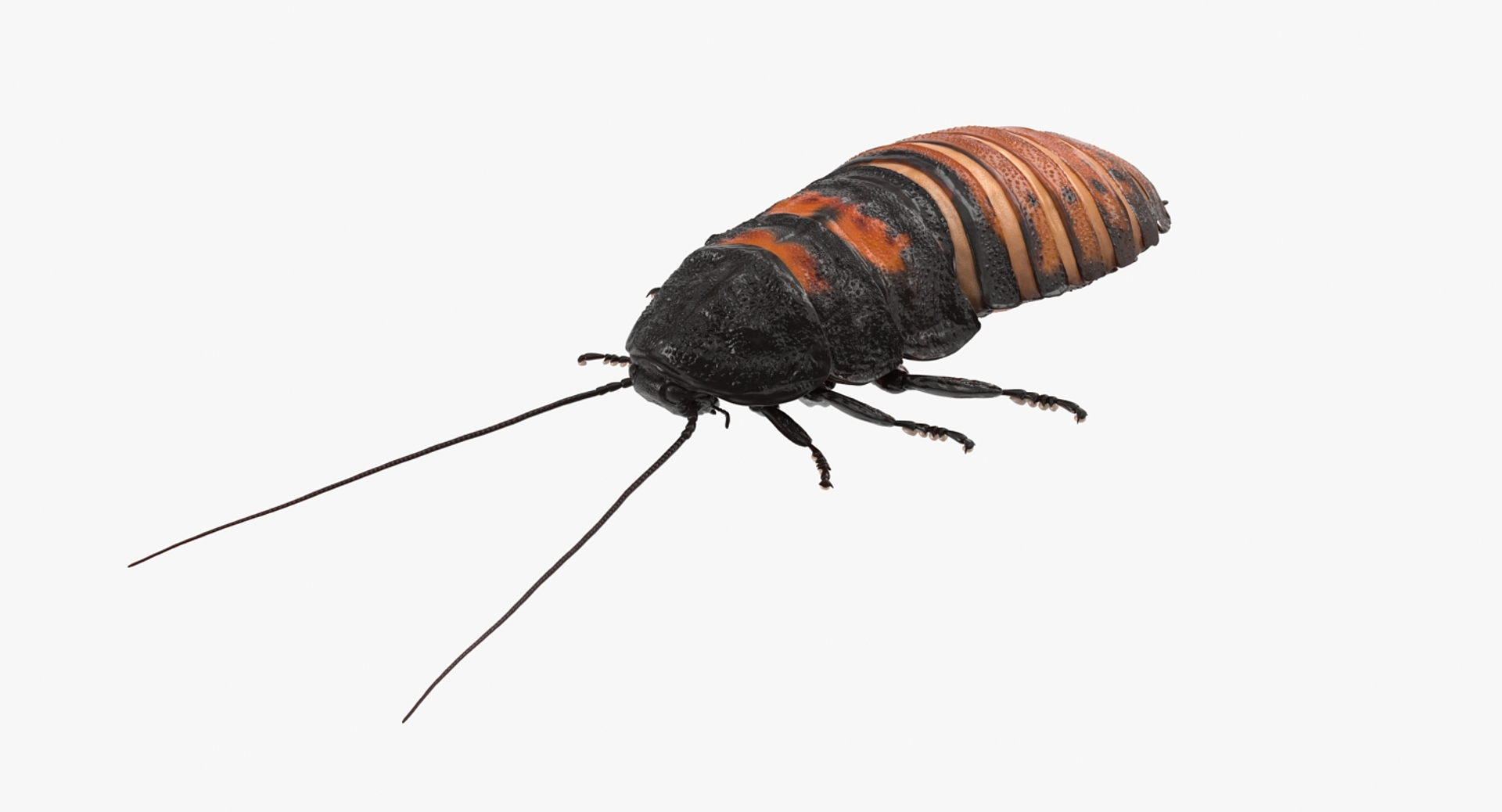 Insect pests 3D model - TurboSquid 1548977