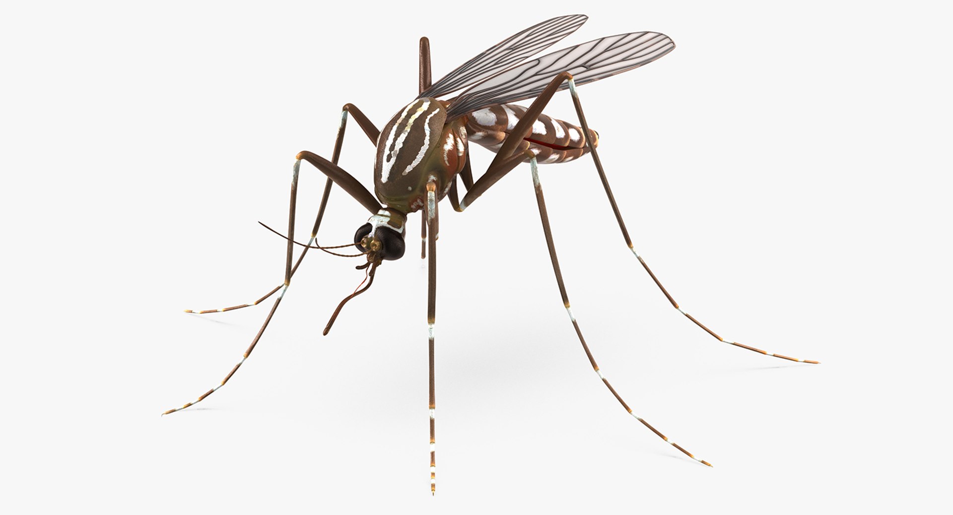 Insect Pests 3D Model - TurboSquid 1548977