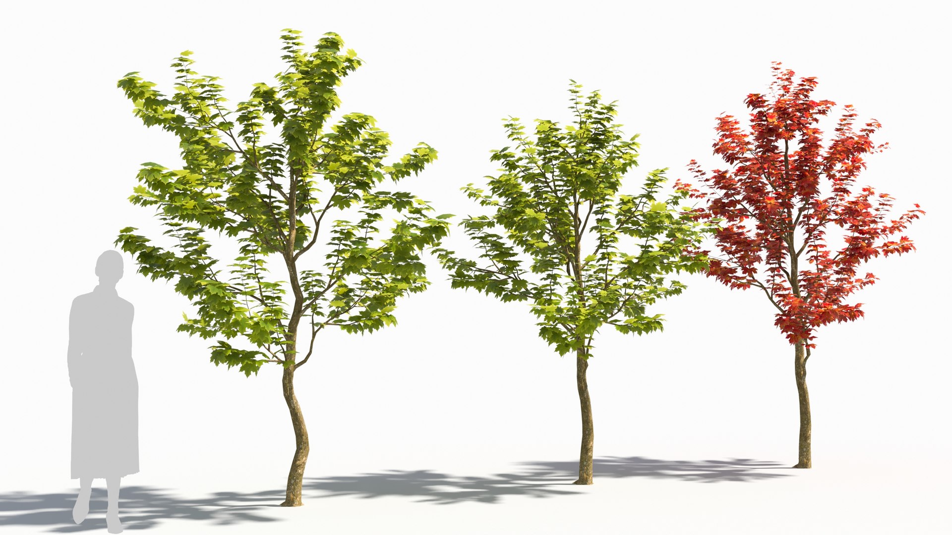 Sugar Maple Tree 3D - TurboSquid 2058429