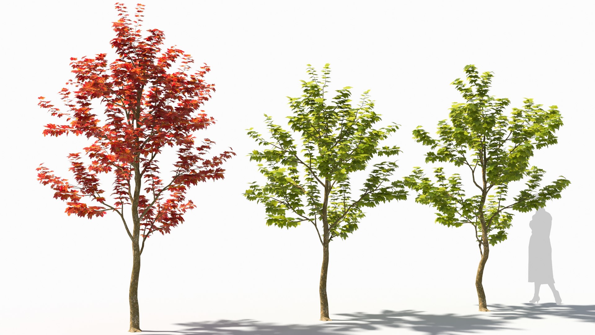 Sugar Maple Tree 3D - TurboSquid 2058429