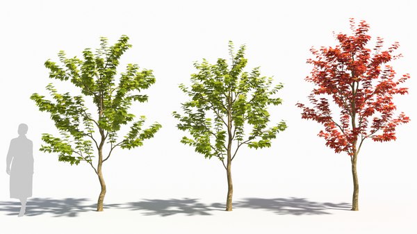 Sugar Maple tree 3D 모델 - TurboSquid 2058429