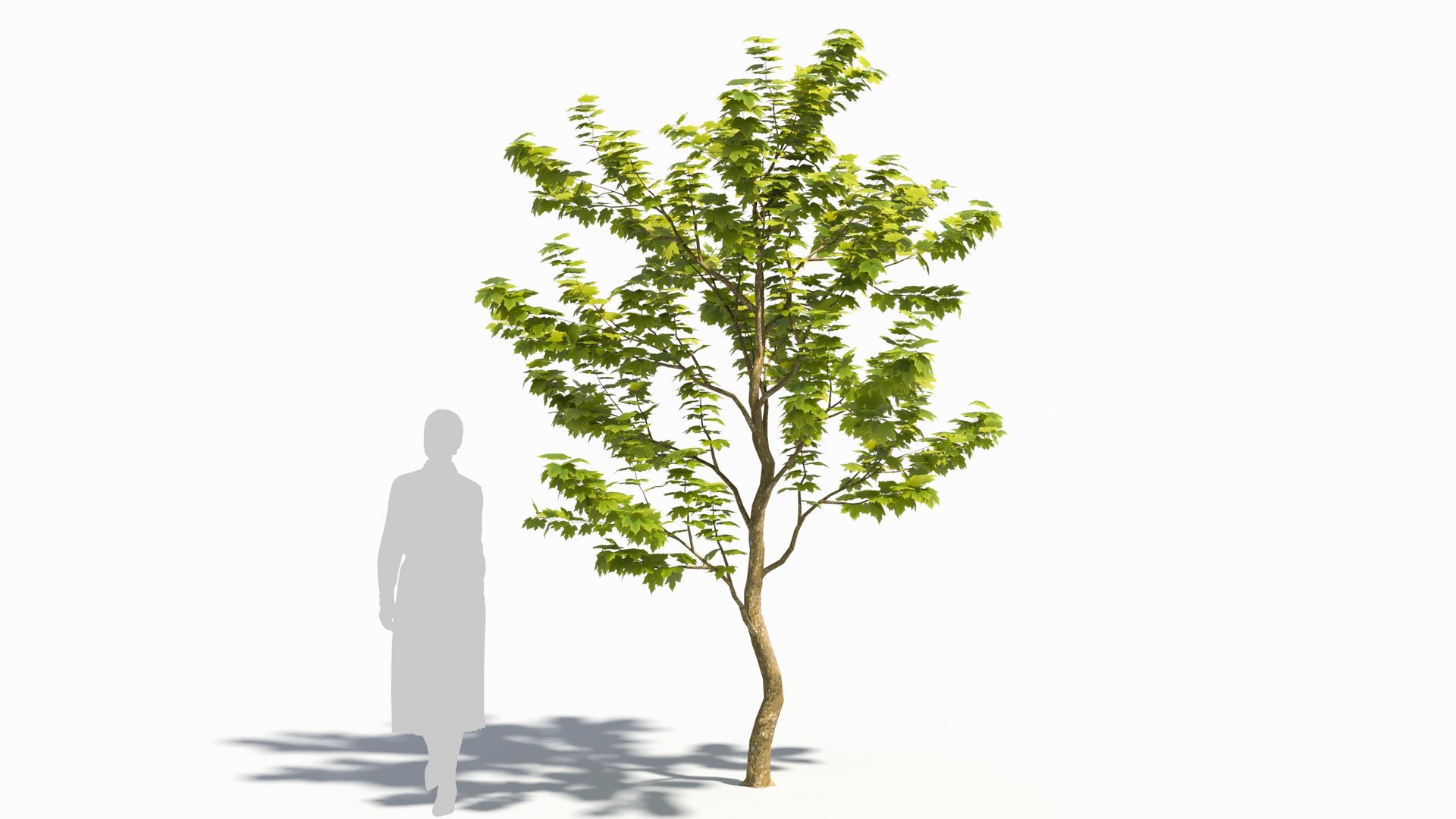 Sugar Maple Tree 3D - TurboSquid 2058429