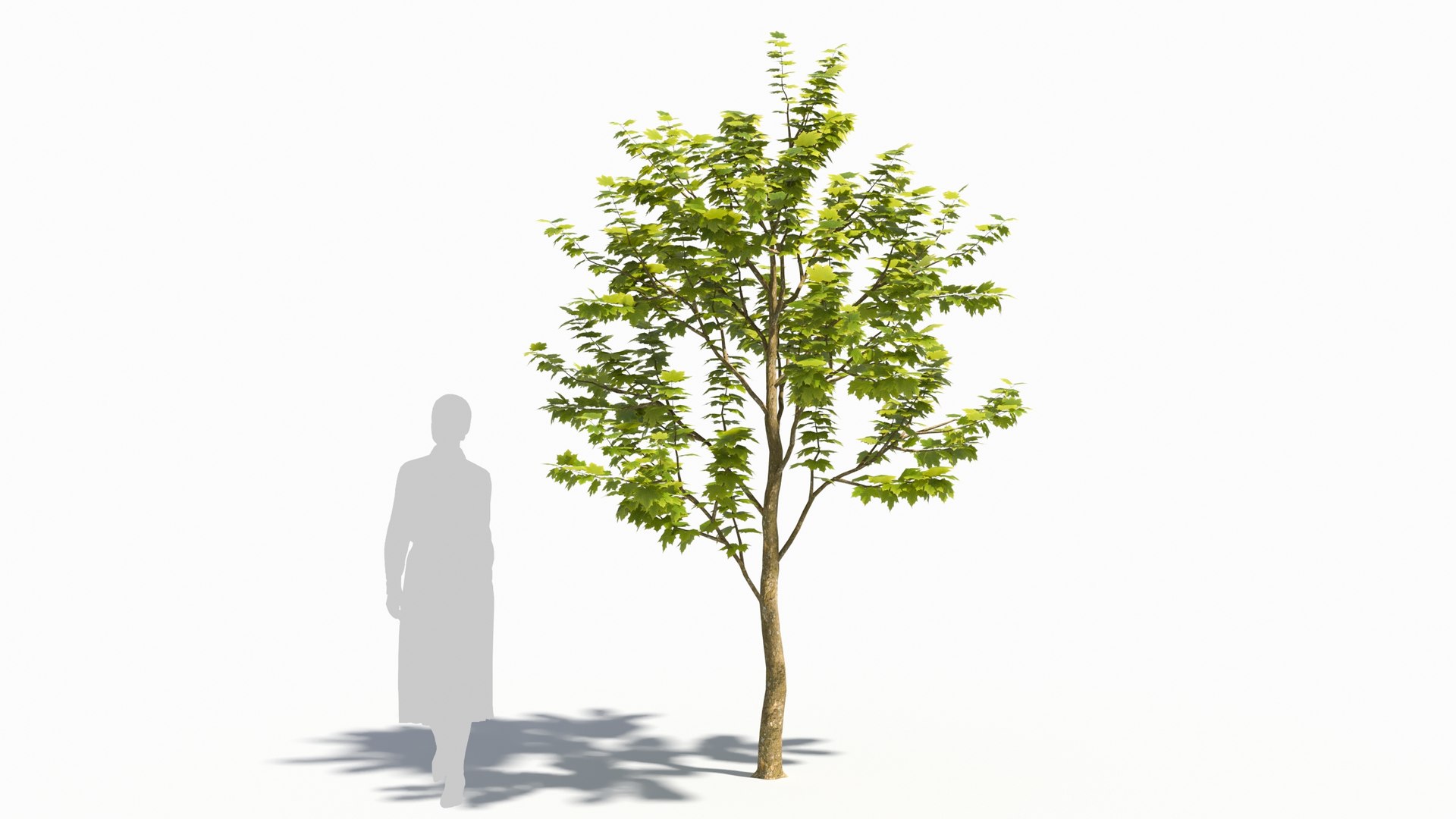 Sugar Maple Tree 3D - TurboSquid 2058429