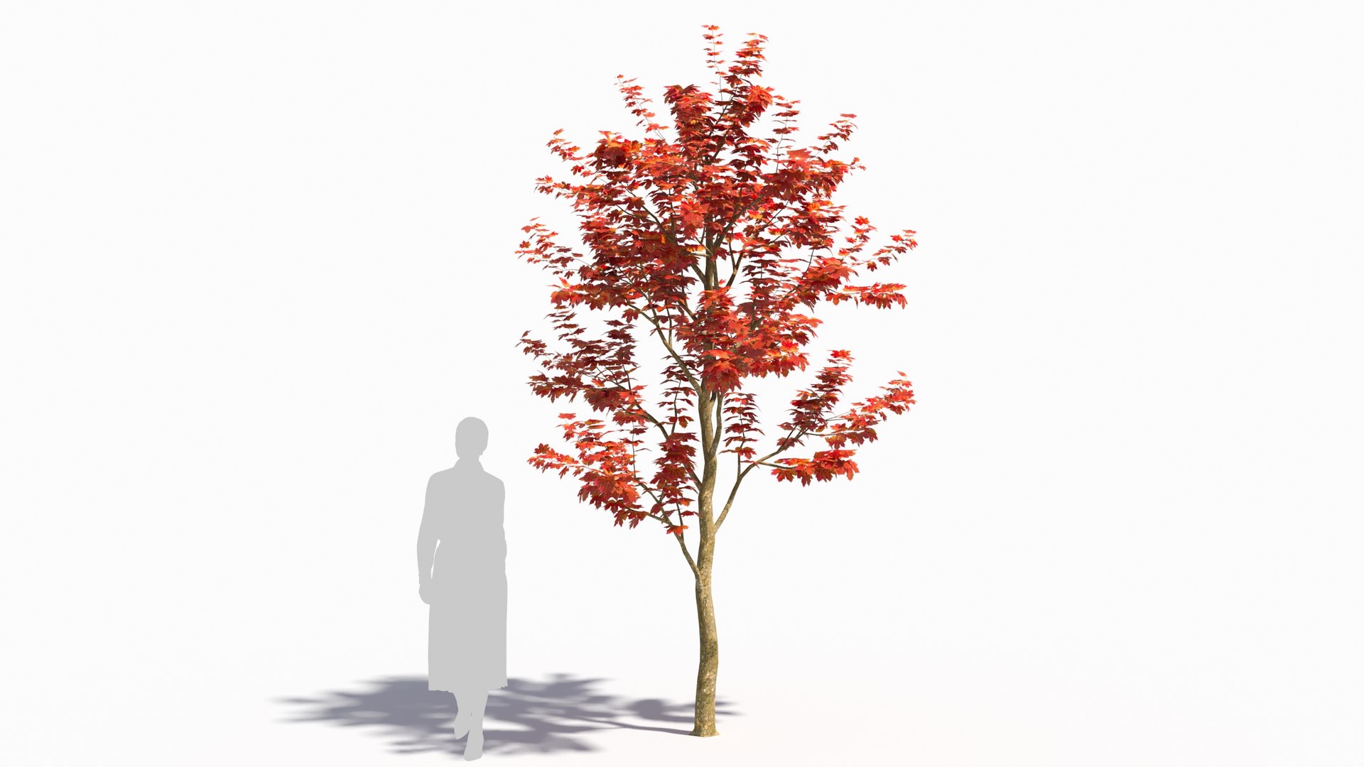 Sugar Maple Tree 3D - TurboSquid 2058429