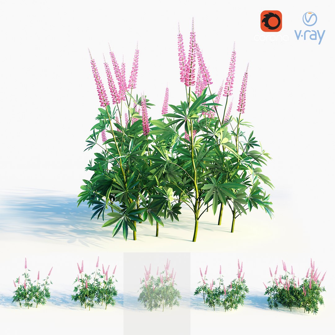 3D Lupine Model - TurboSquid 1853789