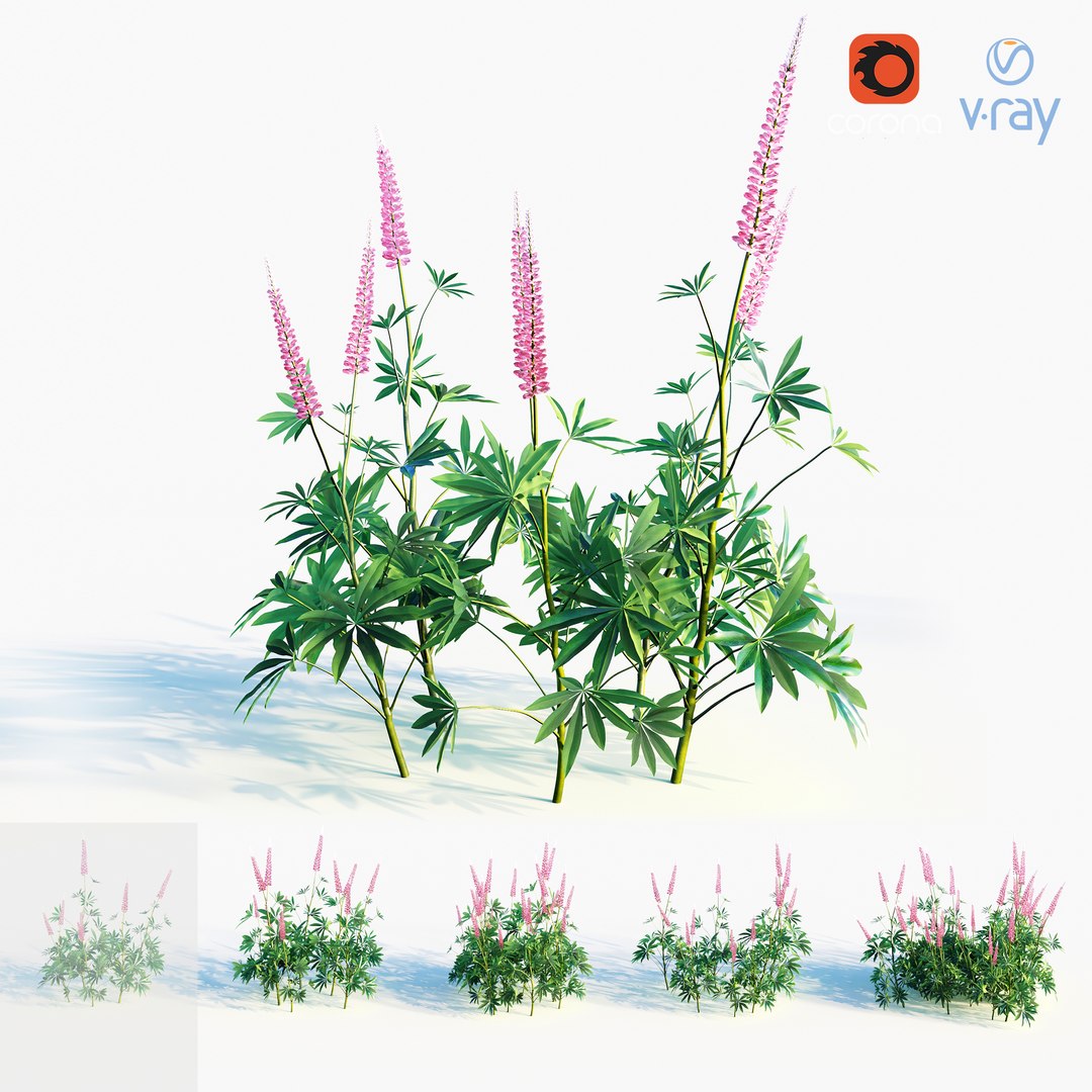 3D Lupine Model - TurboSquid 1853789