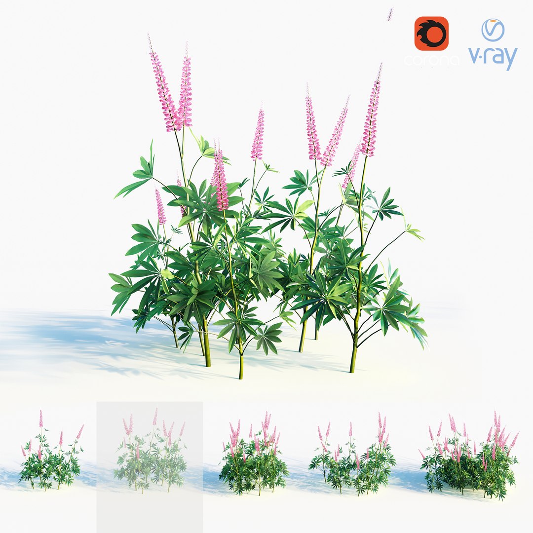 3D Lupine Model - TurboSquid 1853789
