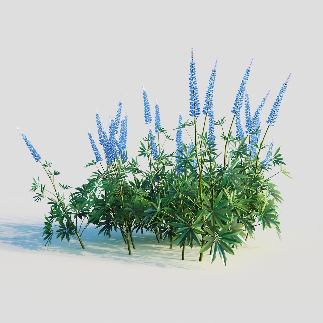 3D Lupine Model - TurboSquid 1853789