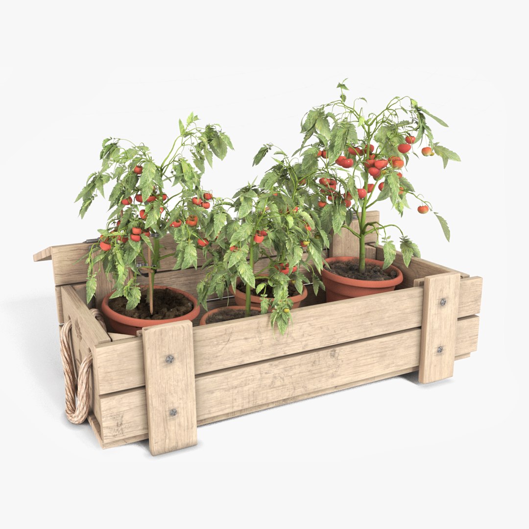 3D Tomato Plants Wooden Model - TurboSquid 1407541