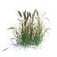 Archmodels Vol 126 Grass 3d Model