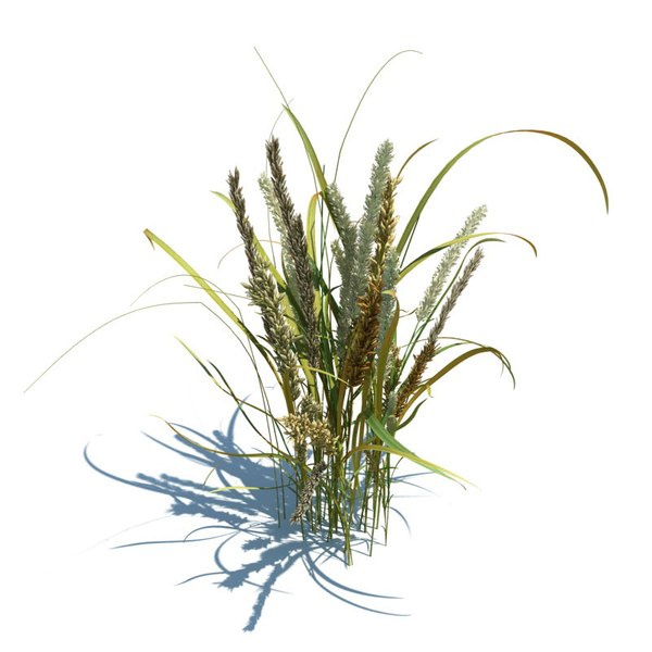 archmodels vol 126 grass 3d model