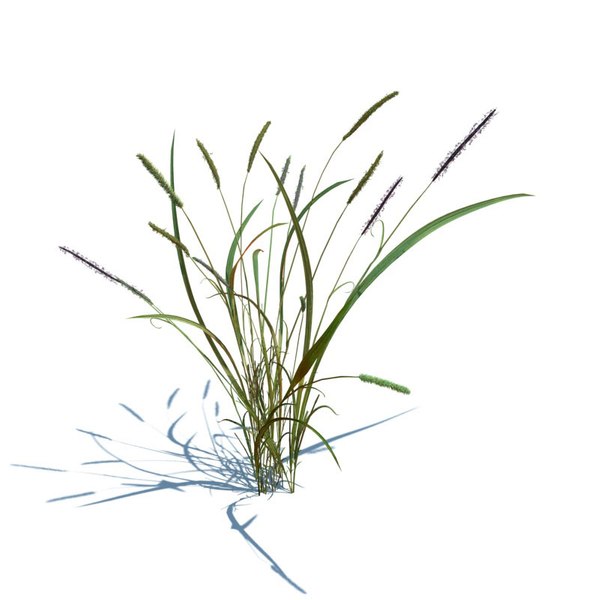 archmodels vol 126 grass 3d model