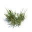 Archmodels Vol 126 Grass 3d Model