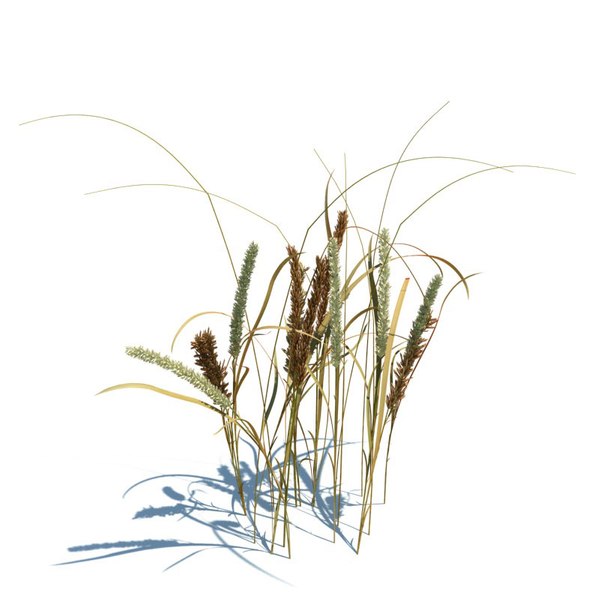 archmodels vol 126 grass 3d model