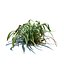Archmodels Vol 126 Grass 3d Model