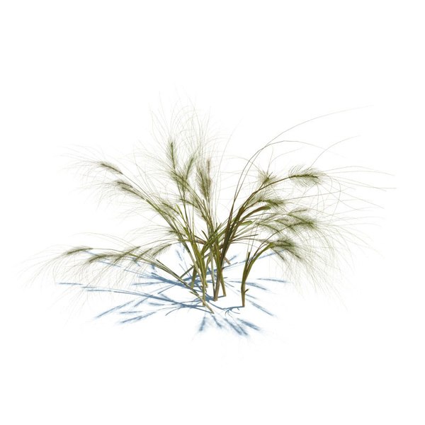 archmodels vol 126 grass 3d model