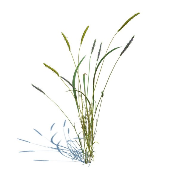 archmodels vol 126 grass 3d model