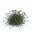 Archmodels Vol 126 Grass 3d Model