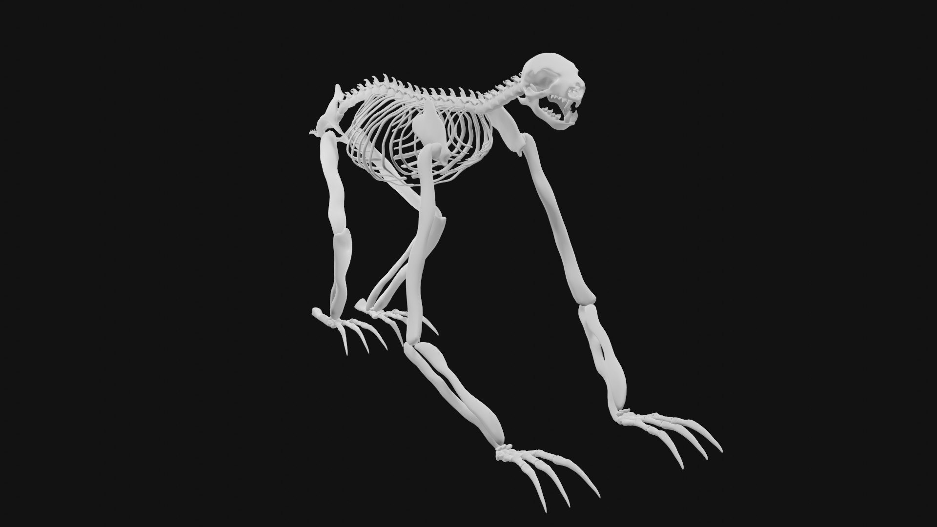 Sloth Skeleton 3D - TurboSquid 1991843
