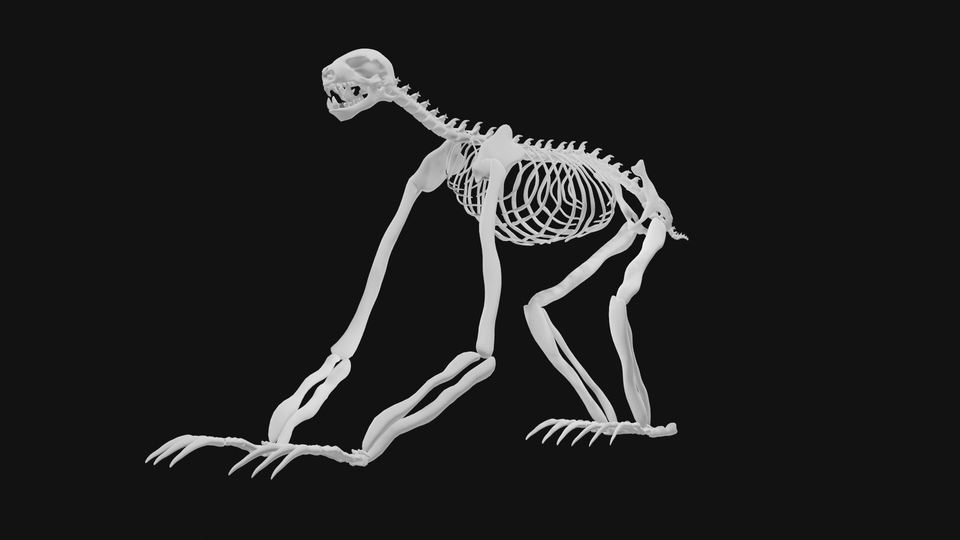 Sloth Skeleton 3D - TurboSquid 1991843