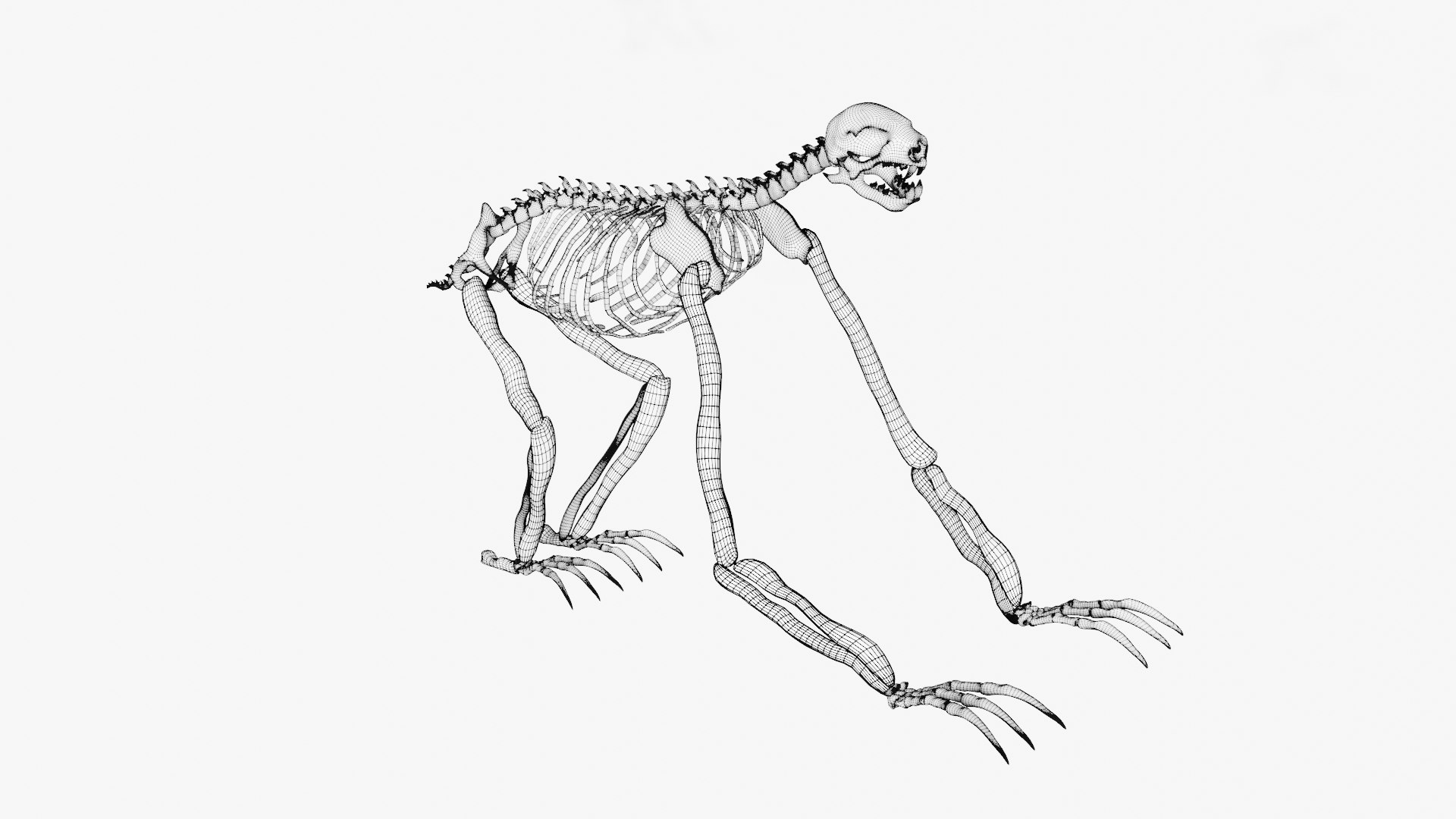 Sloth Skeleton 3D - TurboSquid 1991843