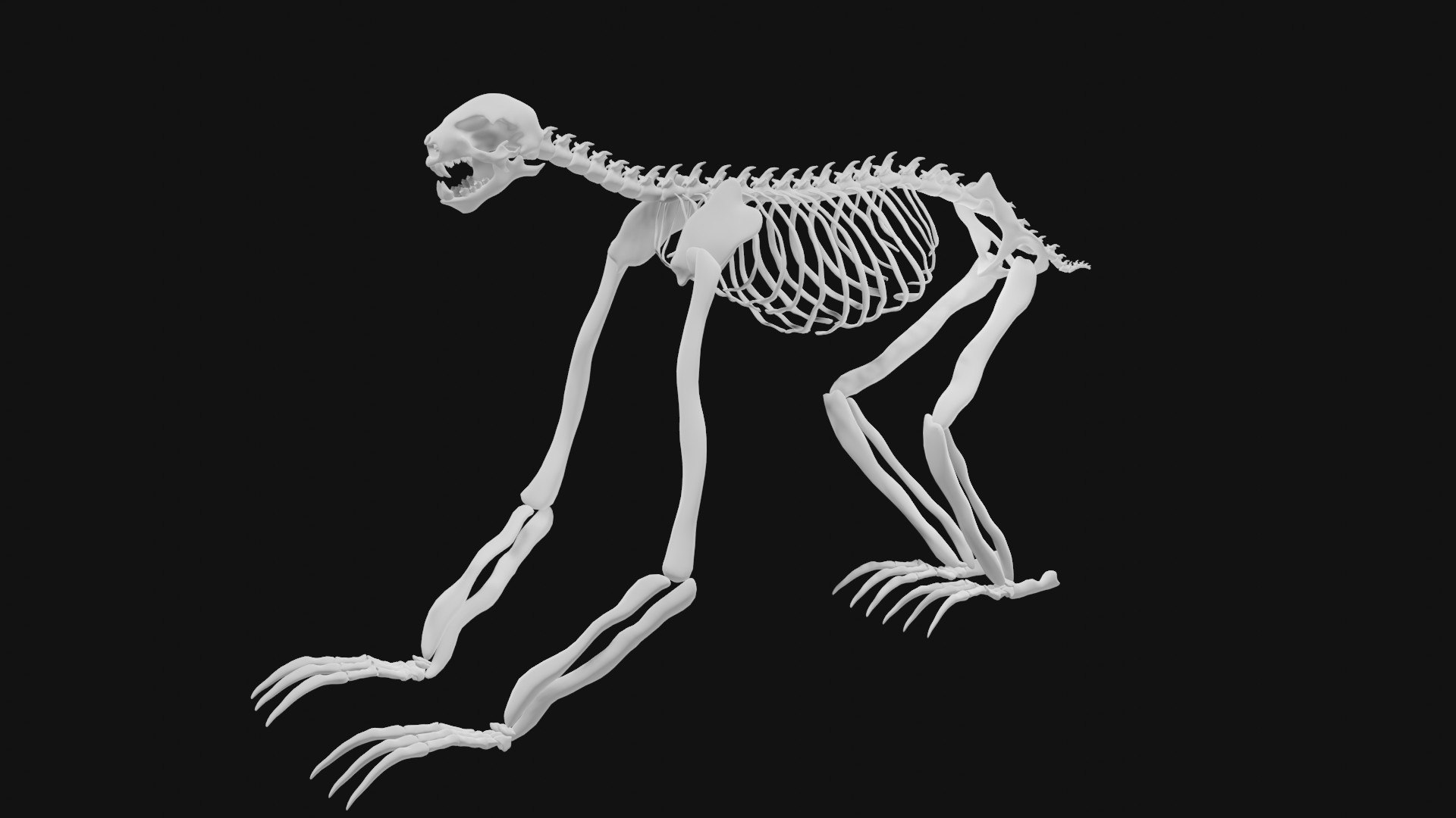 Sloth Skeleton 3D - TurboSquid 1991843