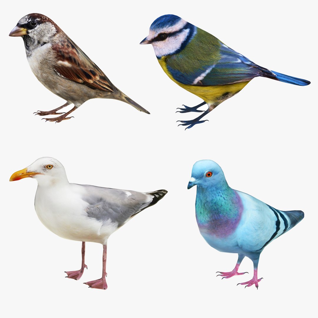 3D Bird Collection 4 In 1 Model - TurboSquid 2332229