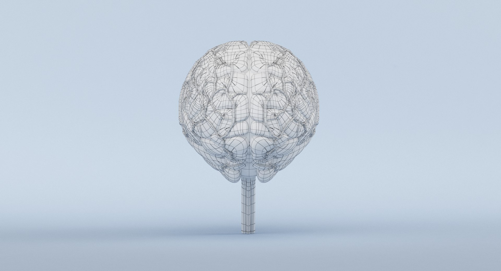 3d Human Brain