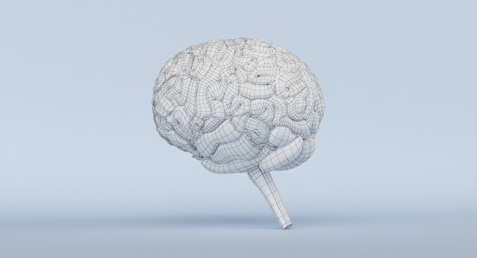 3d Human Brain