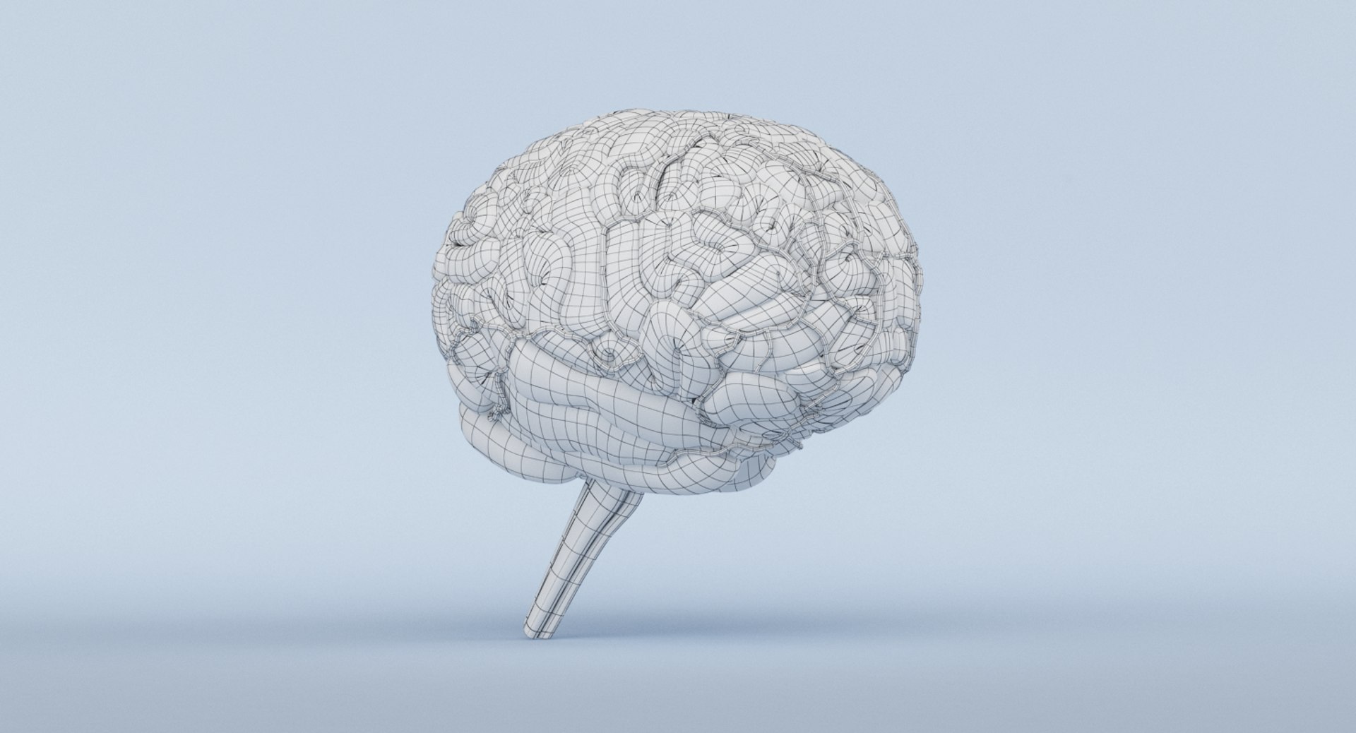 3d Human Brain