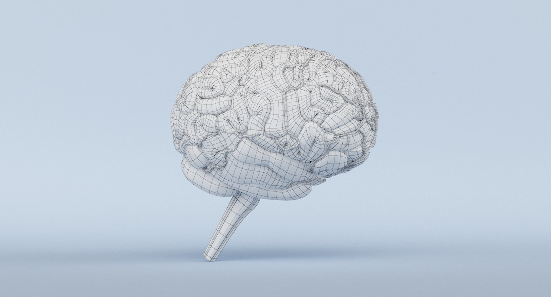 3d Human Brain