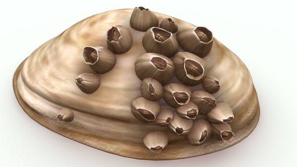 3D Barnacle Models | TurboSquid