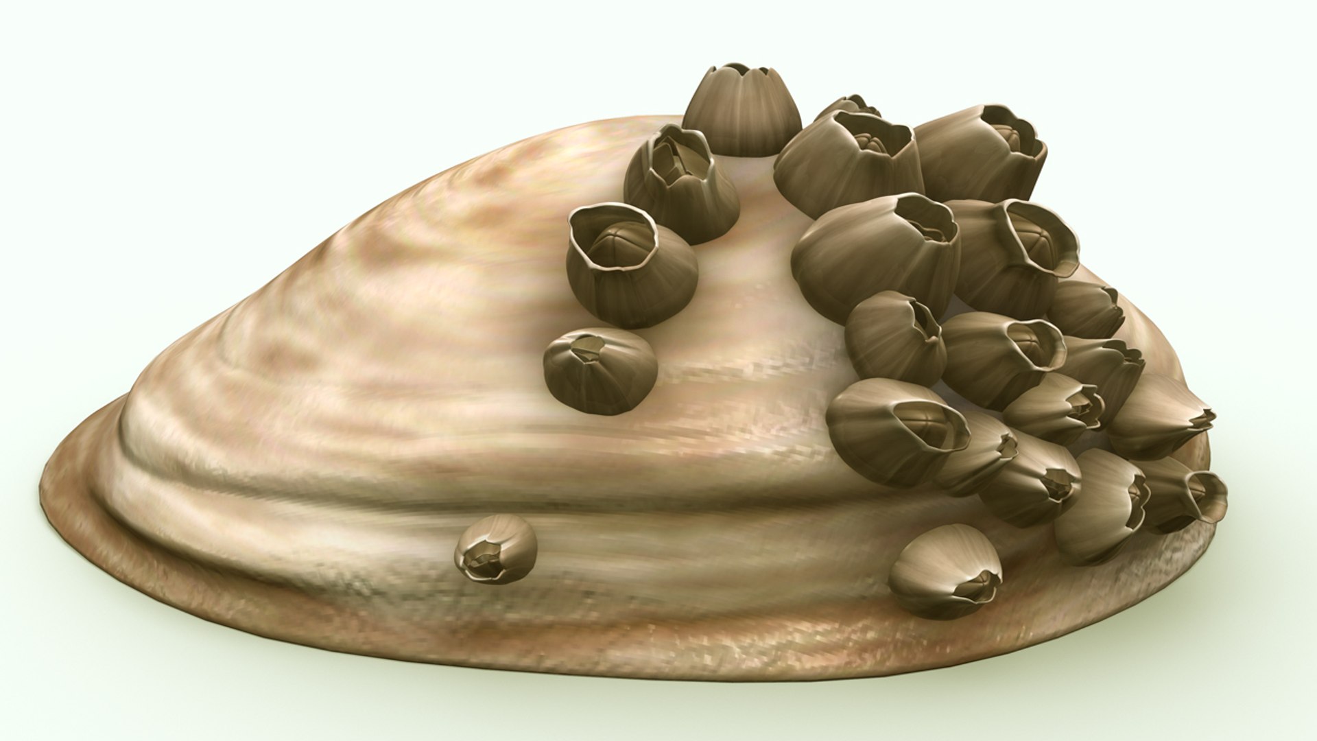Balanus Barnacle Seas 3d Model