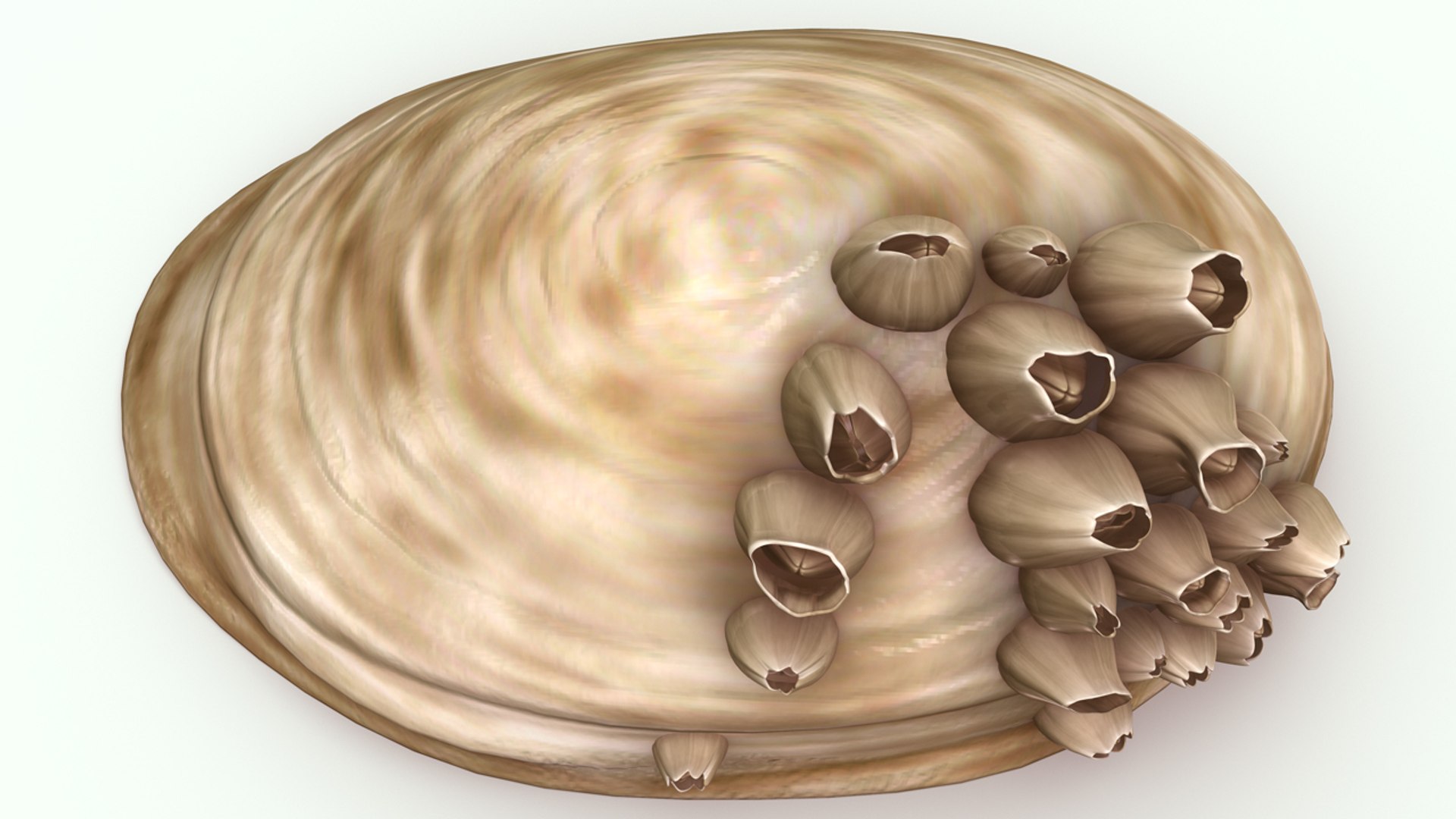 Balanus Barnacle Seas 3d Model