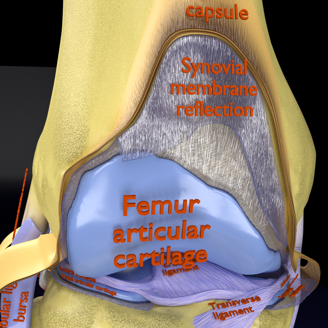 Right knee joint cut open 3D model - TurboSquid 1653242